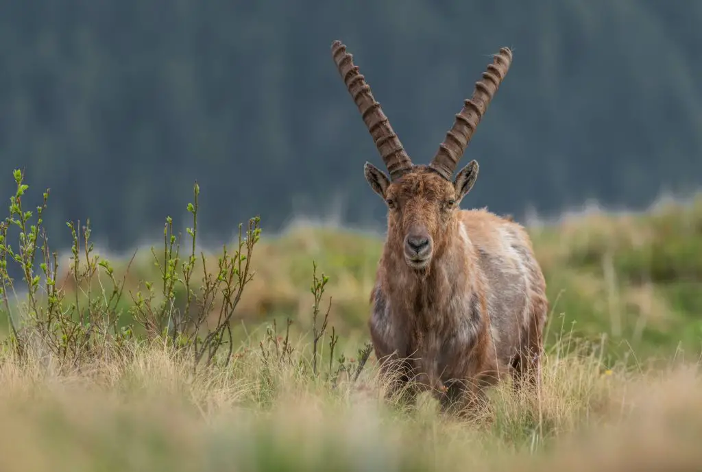 Animals That Represent Resilience: 10 Inspiring Species Defying All Odds
