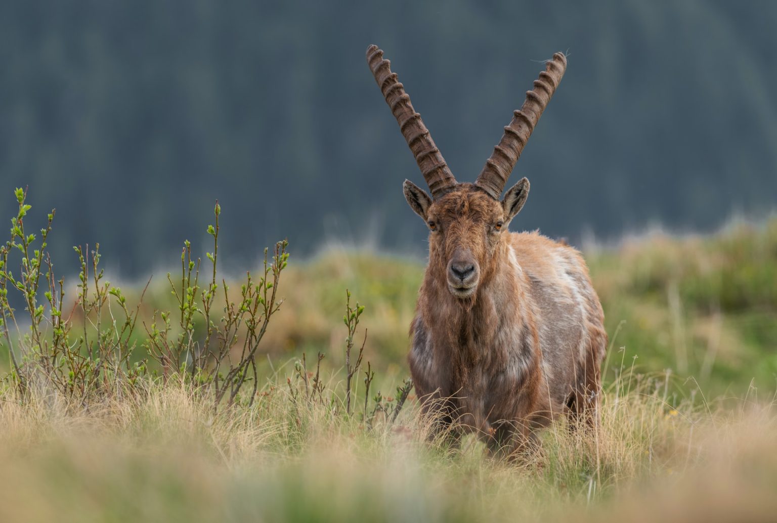 Animals That Represent Resilience: 10 Inspiring Species Defying All Odds