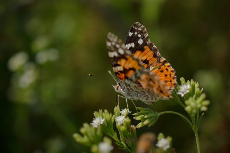 Animals That Represent Resilience: 10 Inspiring Species Defying All Odds